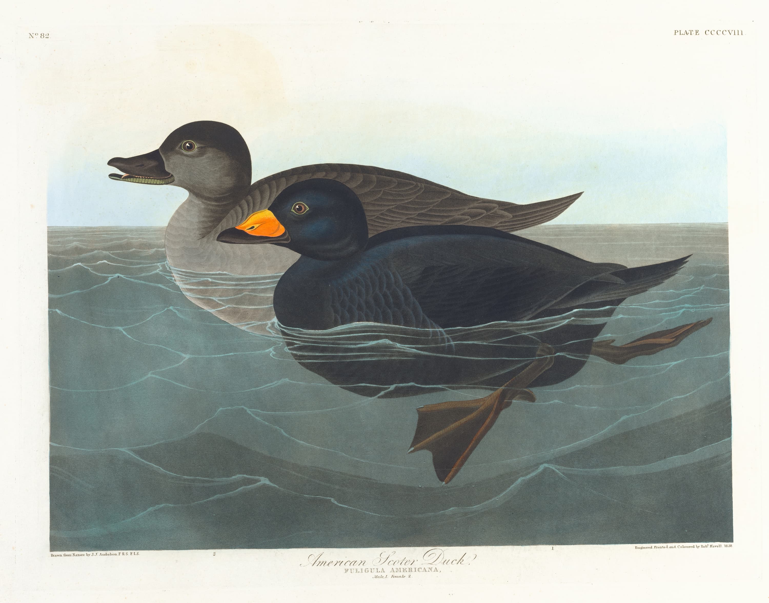 Audubon duck prints | 1800s Bird Art | The Trumpet Shop – The Trumpet ...