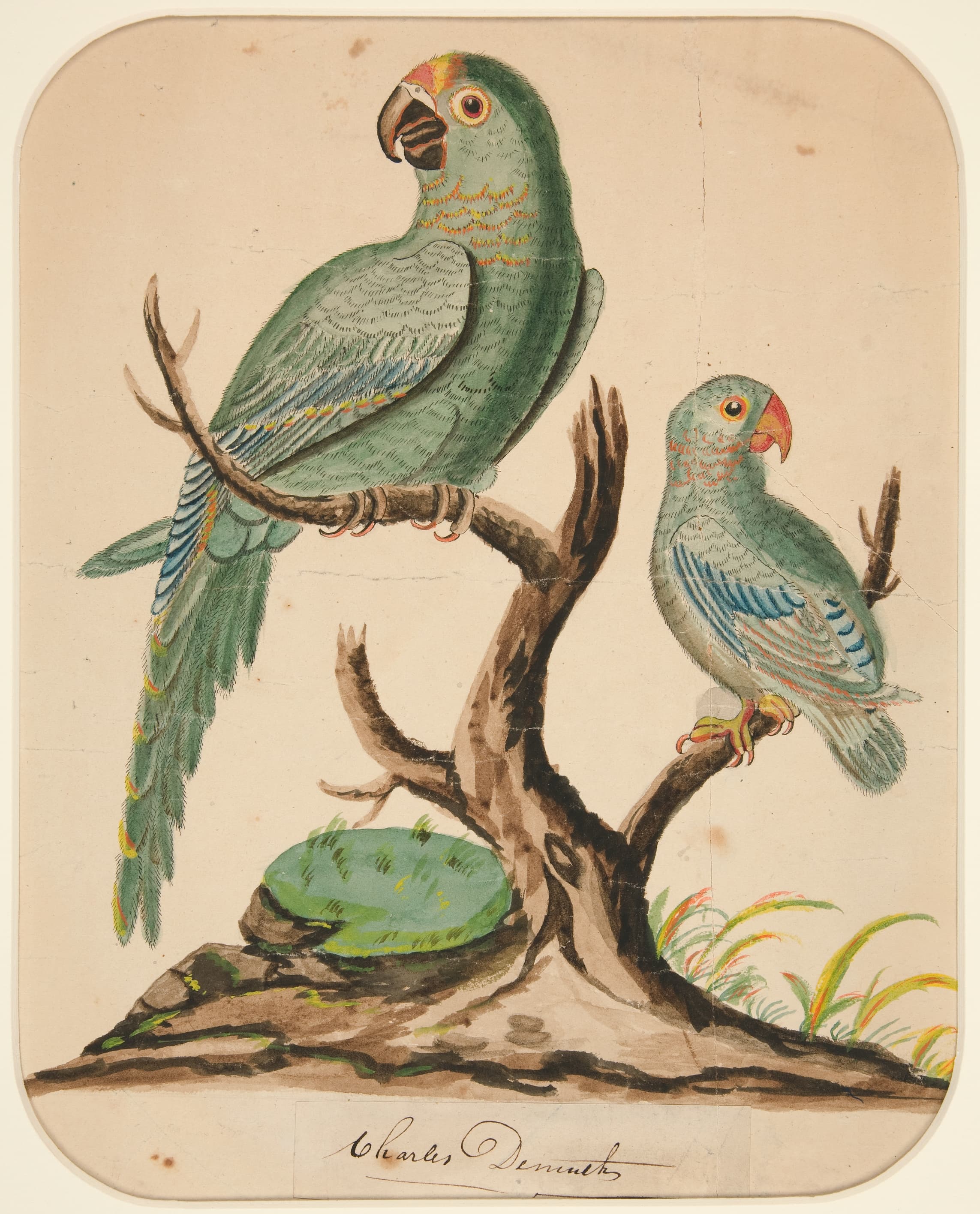 Demuth Parrot Print | 1900s Watercolor Bird Art | The Trumpet Shop ...